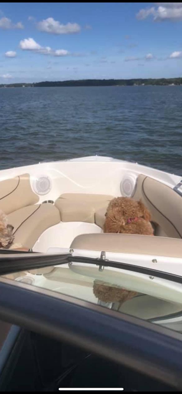 2014 Rinker 246 Captiva Bowrider Bowrider for sale - YachtWorld