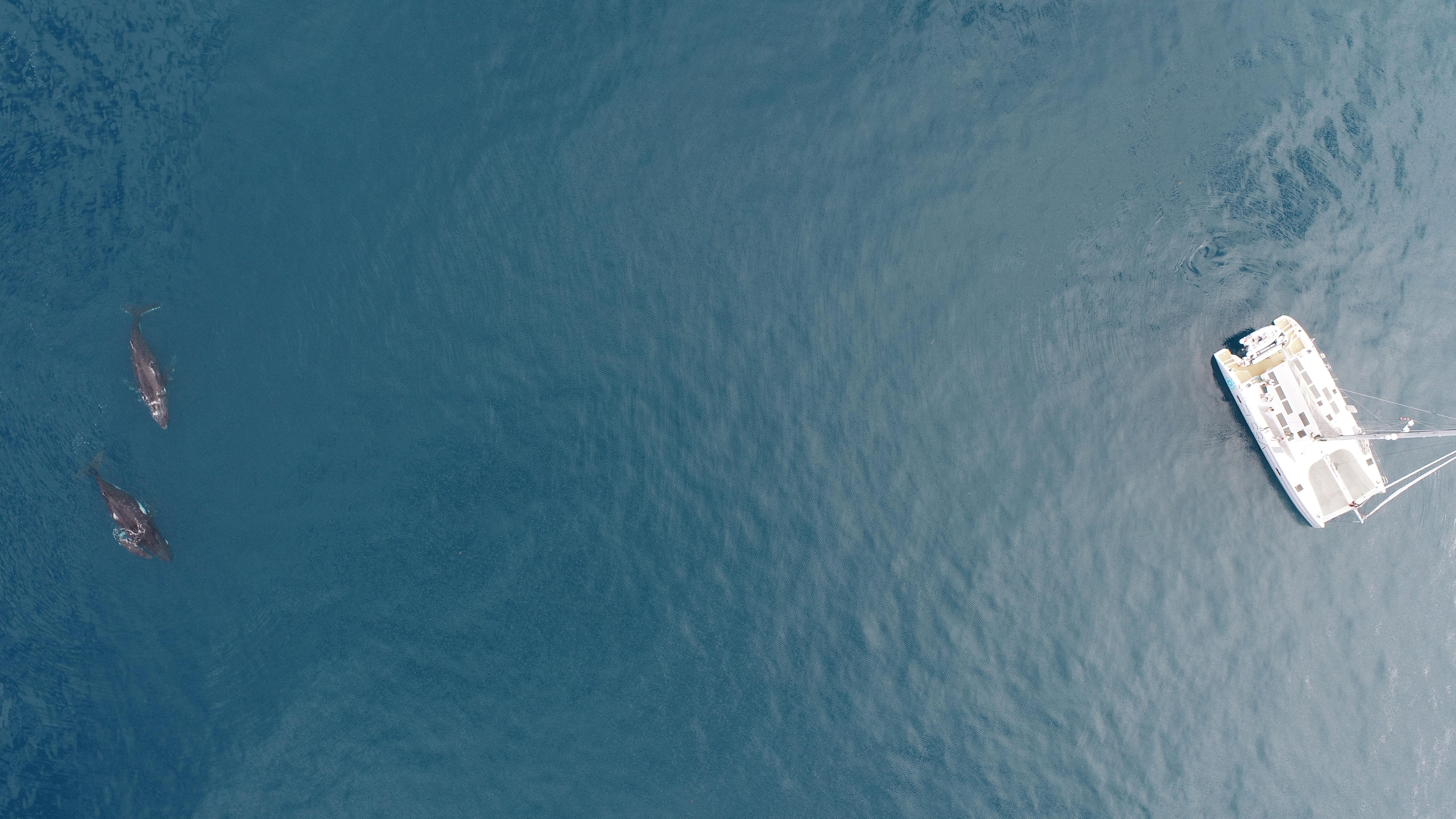 2020 Ice Yachts ice cat 67 Catamaran for sale - YachtWorld